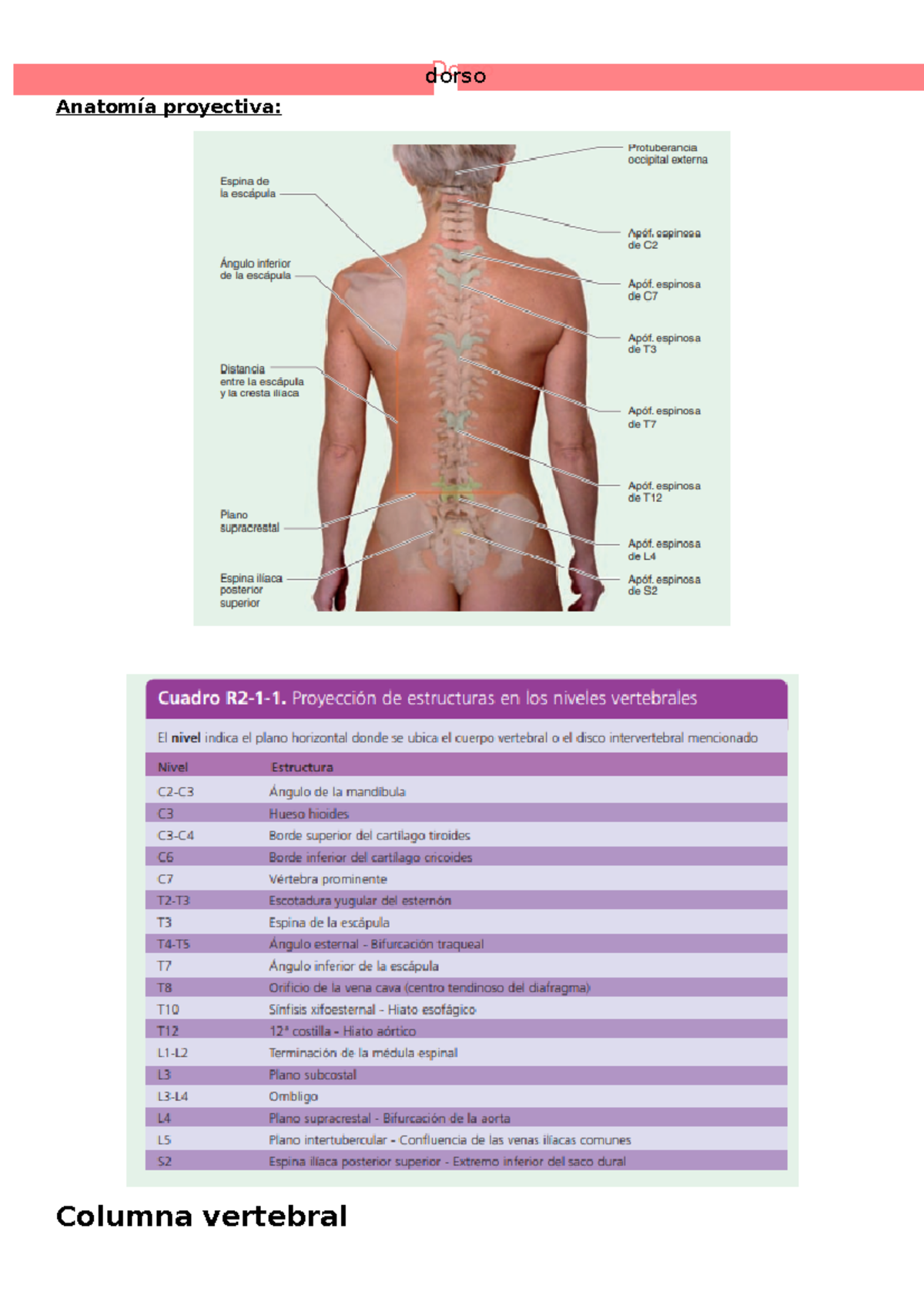 Dorso def - Dorso Anatomía proyectiva: Columna vertebral dorso La ...
