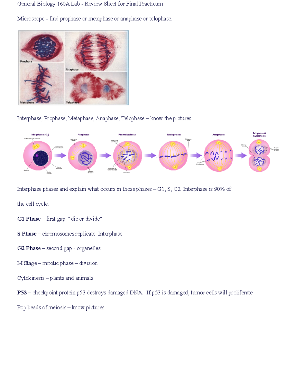 Assisgment # 8 - BIO - General Biology 160A Lab - Review Sheet for ...