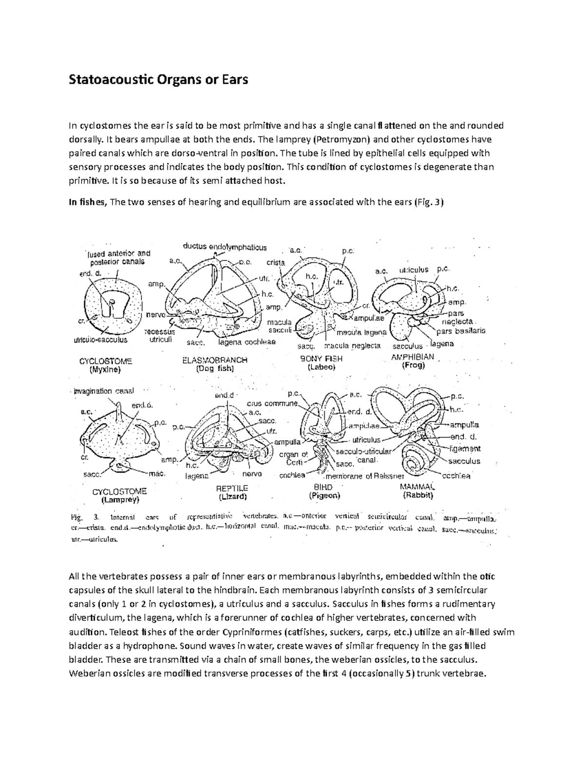 Statoacoustic organs or Ears - It bears ampullae at both the ends. The ...
