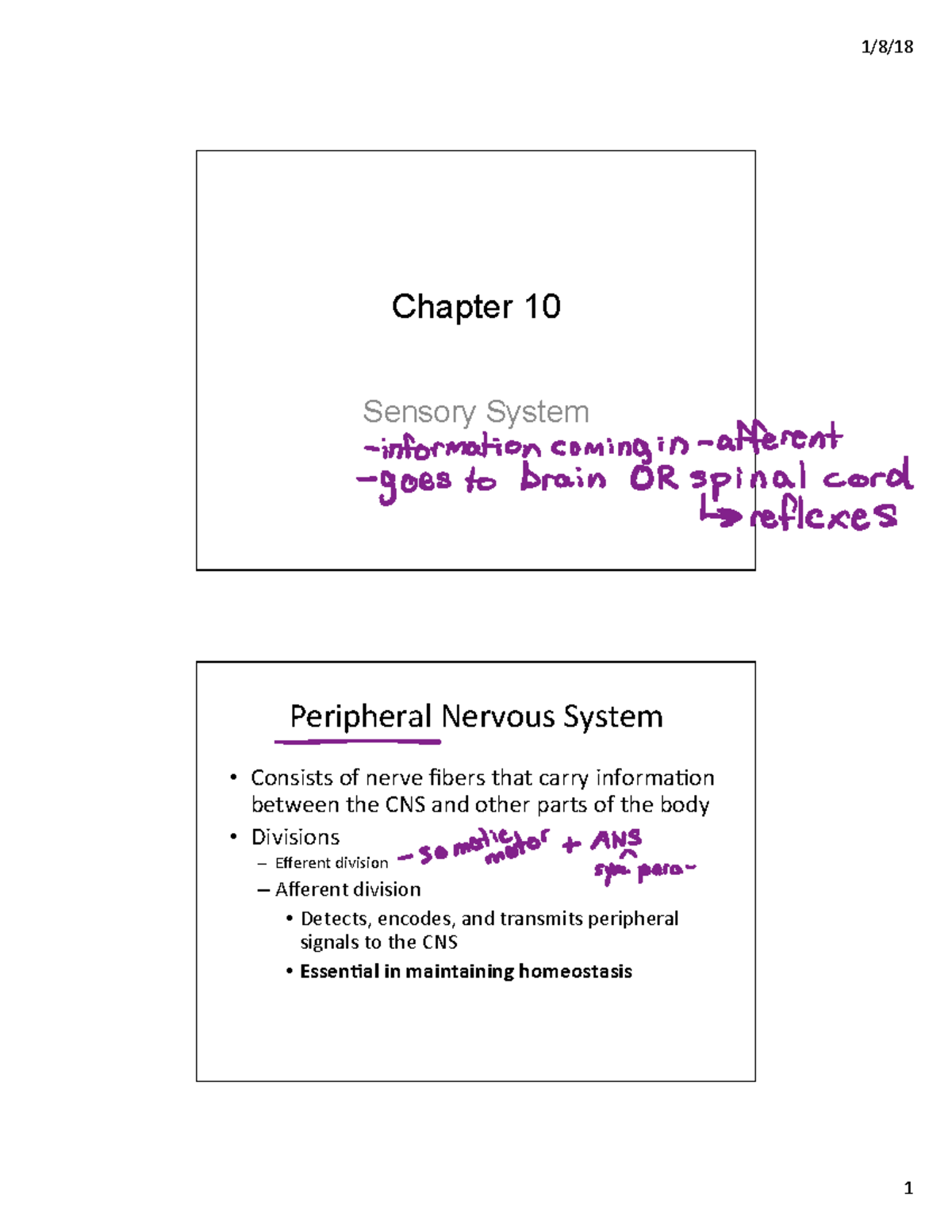 Chapter 10 Lecture - Chapter 10 Sensory System Peripheral$Nervous ...