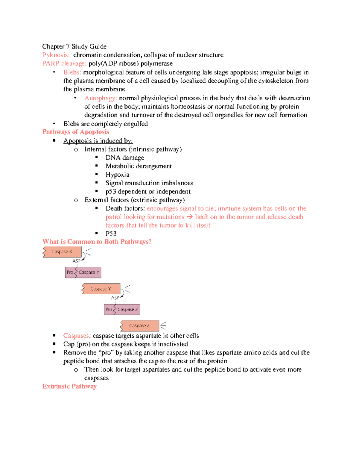 Chapter 7 Study Guide - Chapter 7 Study Guide Pyknosis: chromatin ...