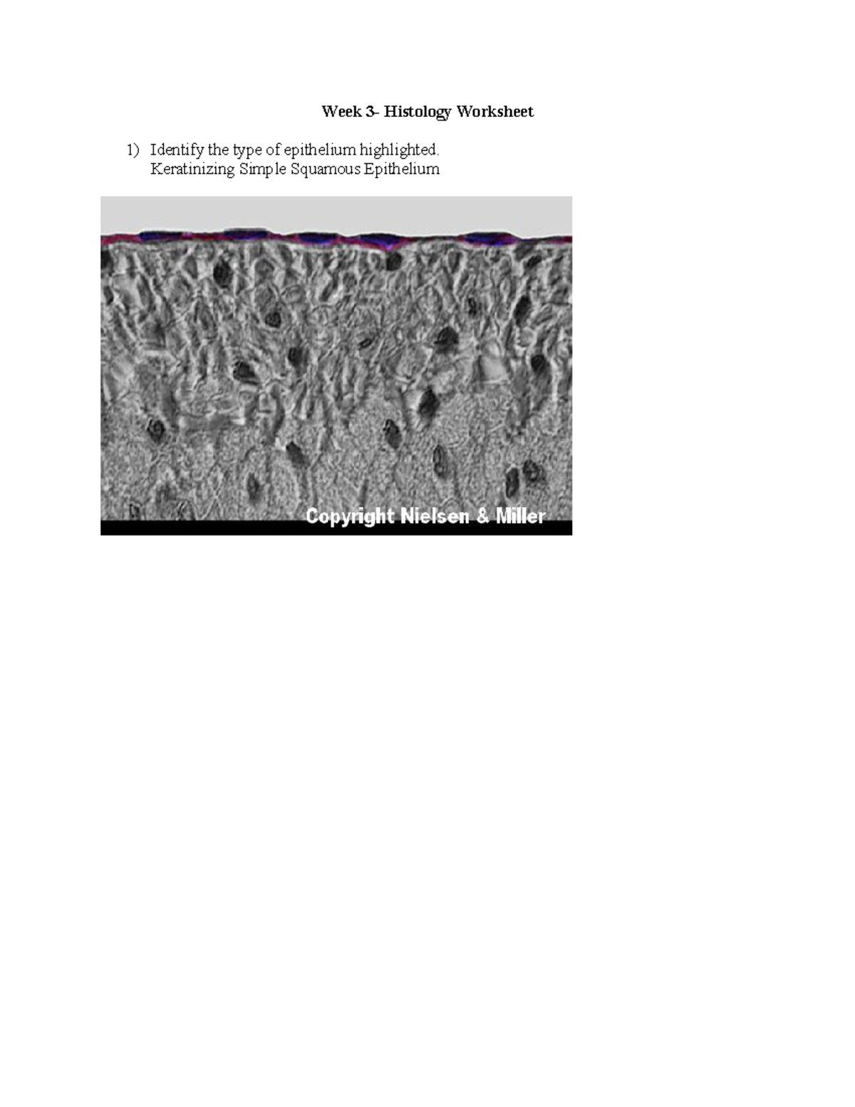 Week 4 In-class activity - Week 3- Histology Worksheet Identify the ...
