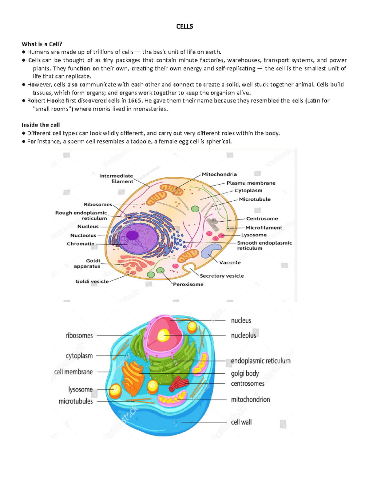 Cells - CELLS What is a Cell? Humans are made up of trillions of cells ...