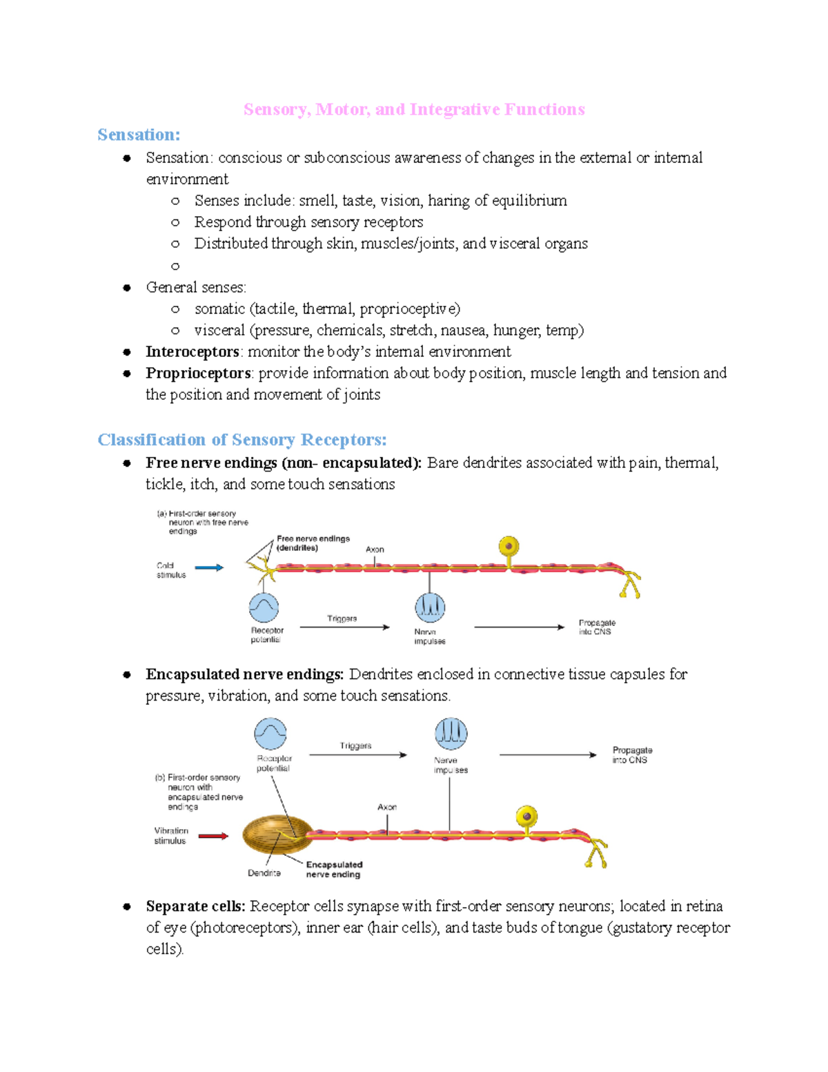 A&P Ch 16 Sensory, Motor, and Integrative Functions - Sensory, Motor ...