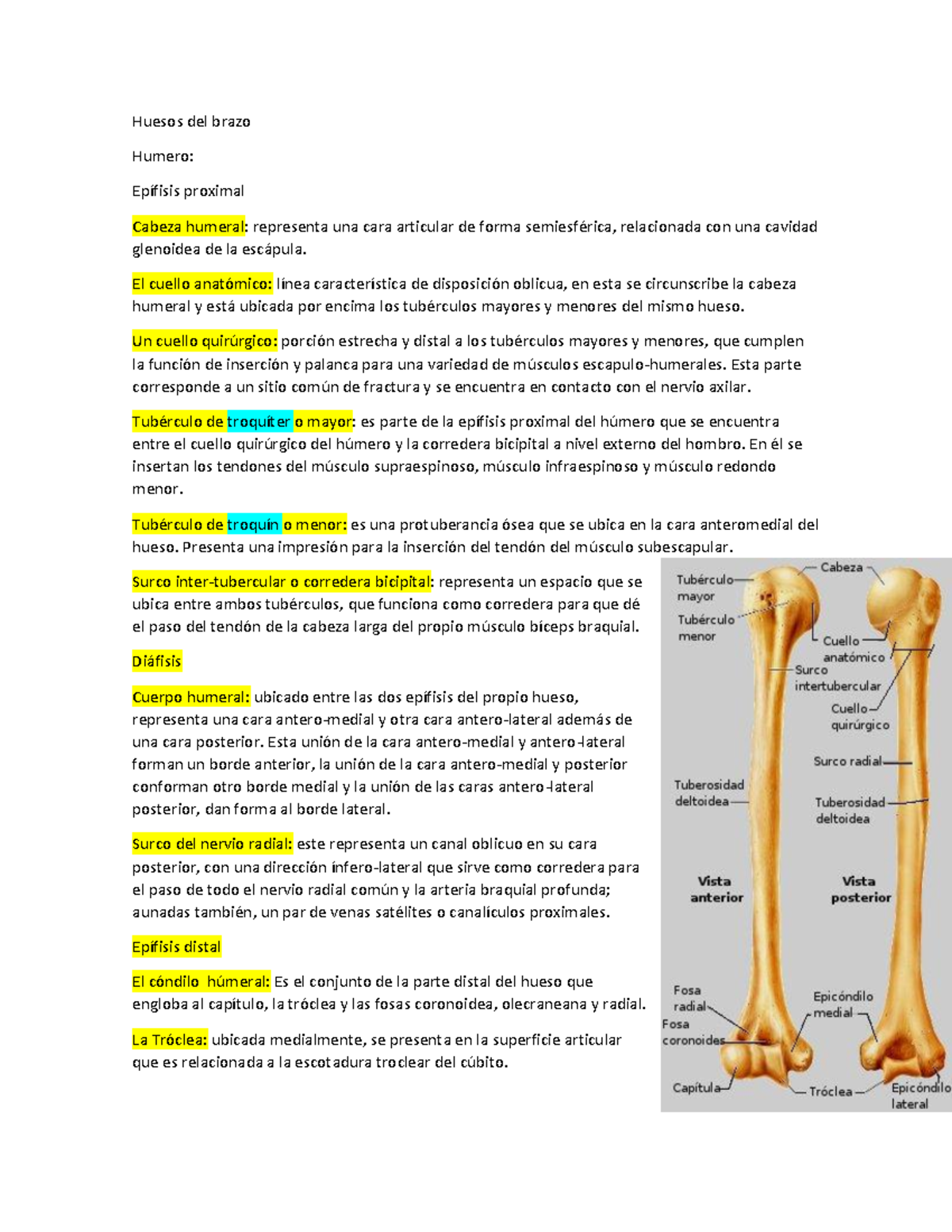 Huesos del brazo - Apuntes 3 - Huesos del brazo Humero: Epífisis ...