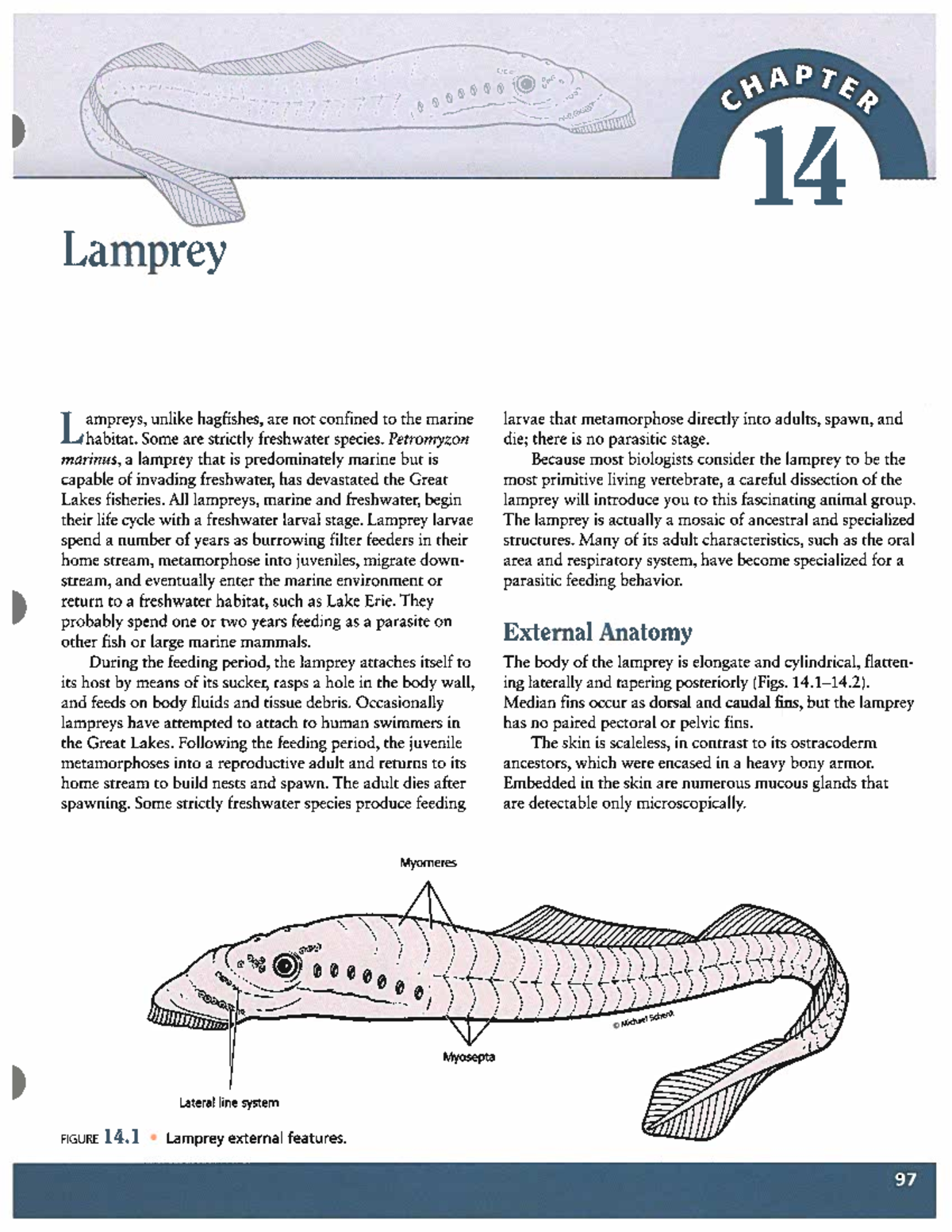 14 lamprey - notes - Biol 200 - Studocu