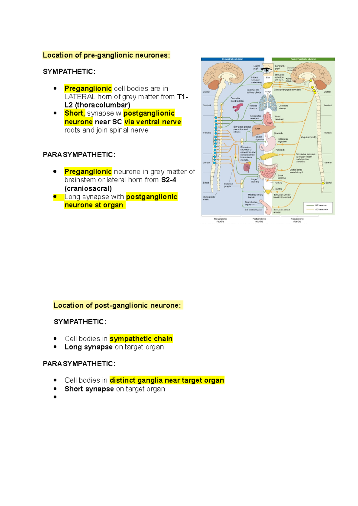 Location of pre - Location of pre-ganglionic neurones: SYMPATHETIC ...