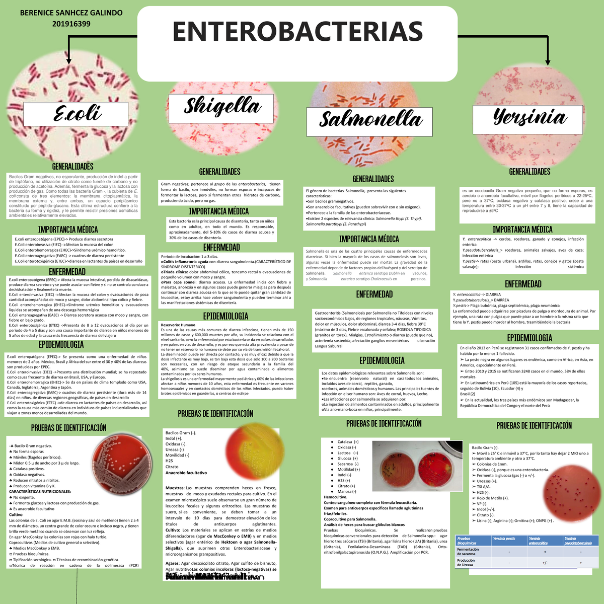 Enterobacter - Bacteriologia con la Dra Claudy - ENTEROBACTERIAS E Shigella Salmonella Yersinia ...