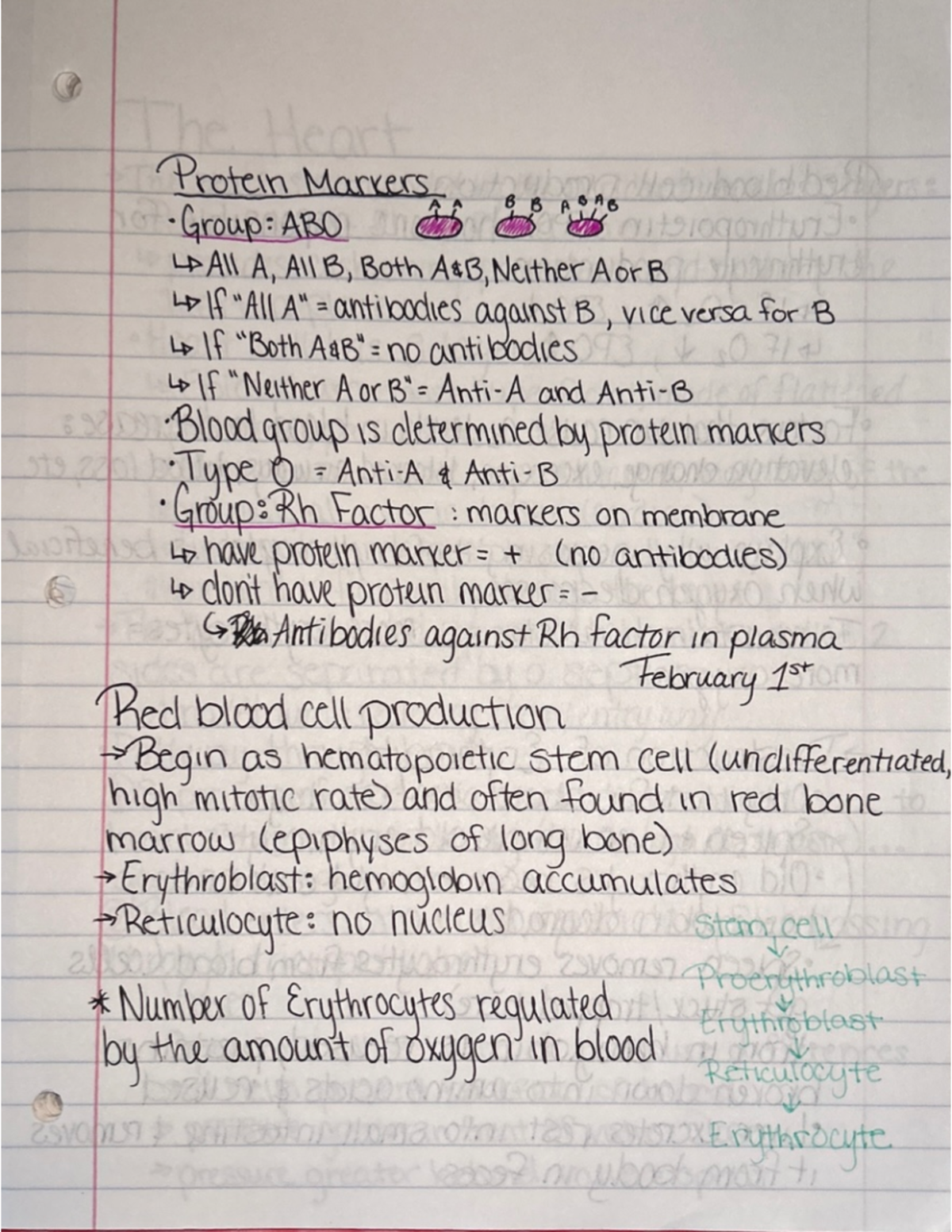 Human Anatomy and Physiology I Blood Lecture Notes - BIOL 2004 - Studocu