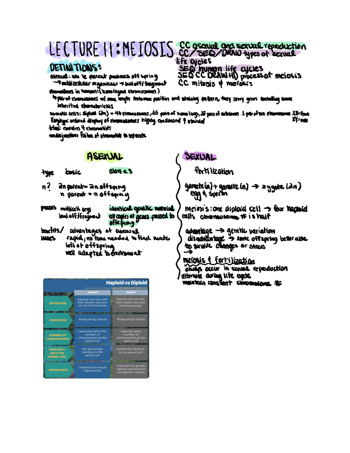 Lecture 11 meiosis - 01:119:115 - Studocu