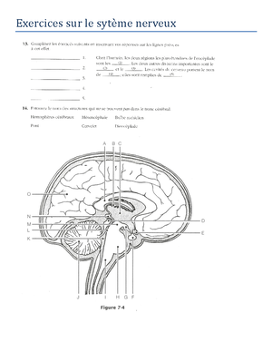 Corrige des exercices sur le systeme nerveux 1 - (la zone de membrane ...
