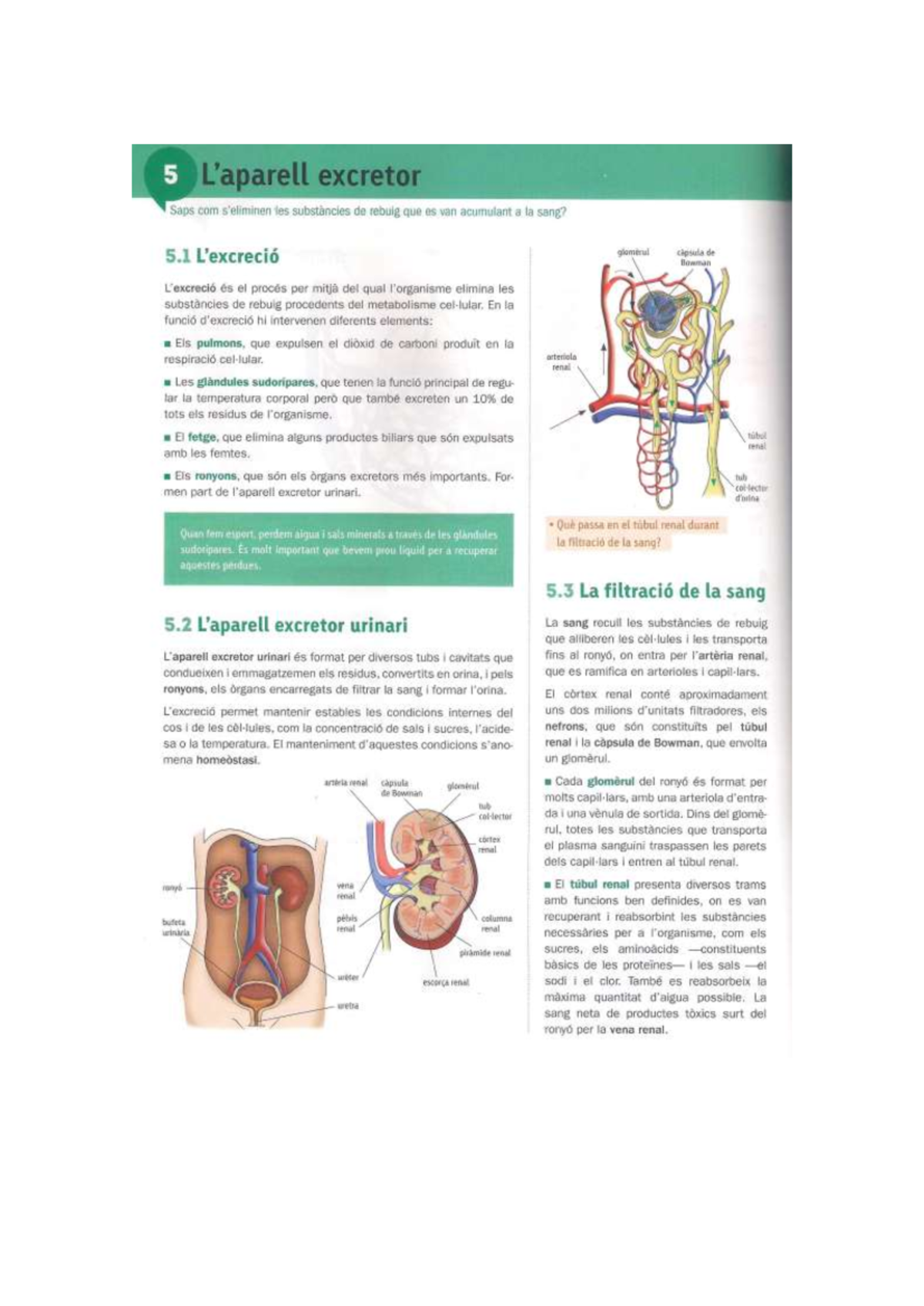 2324 Aparell Excretor Repas - Biologia i Geologia - Studocu