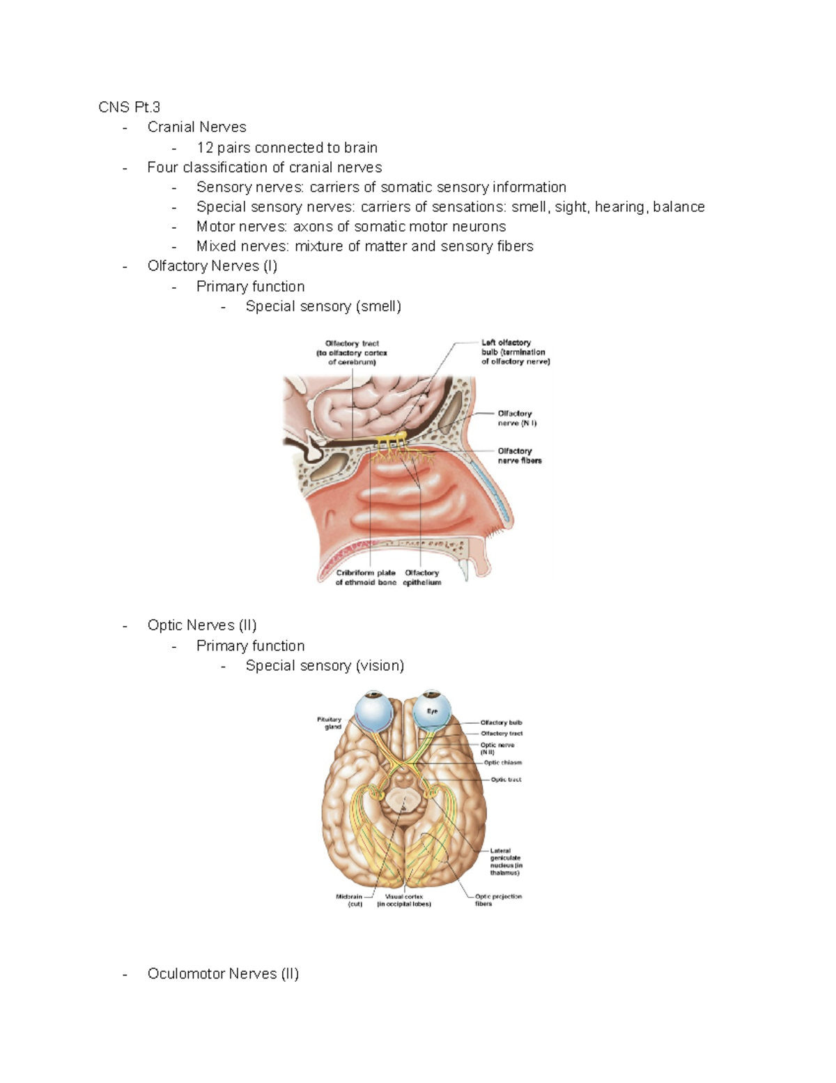 BIO 285 CNS pt3 - Central Nervous System notes. Prof. Fink. - CNS Pt ...