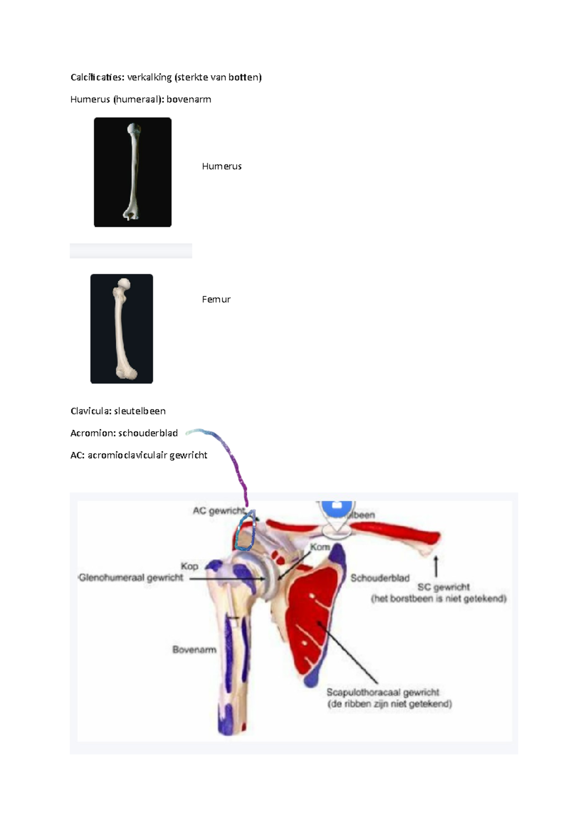 Anatomie 11-10 - Wooclap antwoorden - Calcificaties: verkalking ...