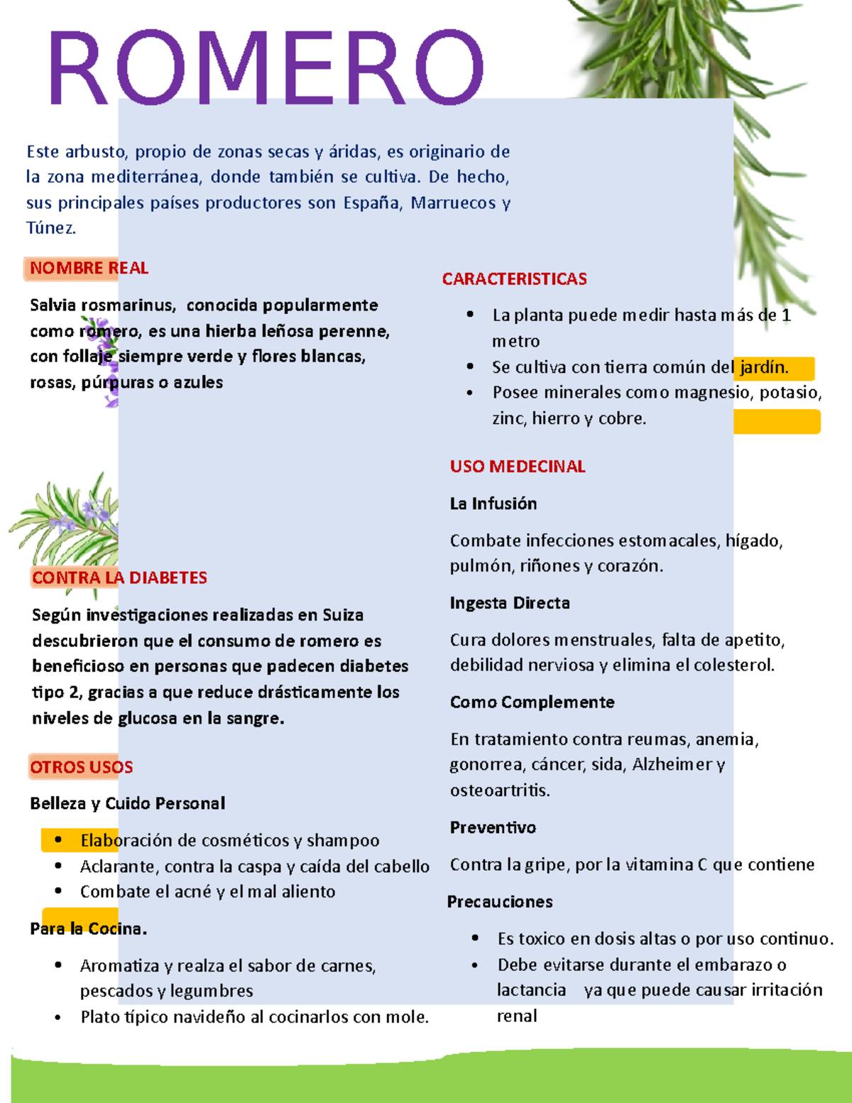 Infografia romero - ROMERO CARACTERISTICAS La planta puede medir hasta ...