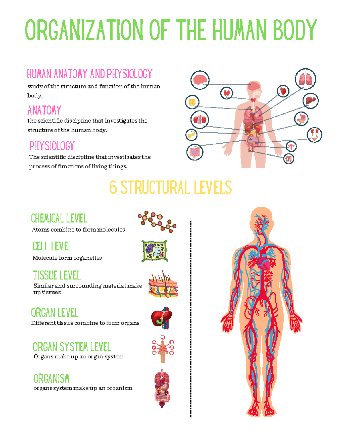 Anatomy Physiology 1 - visual aid lecture notes - ORGANIZATION OF THE ...