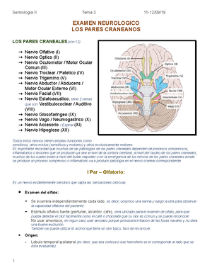 Region labial - REGION LABIAL Los labios son dos repliegues musculo ...