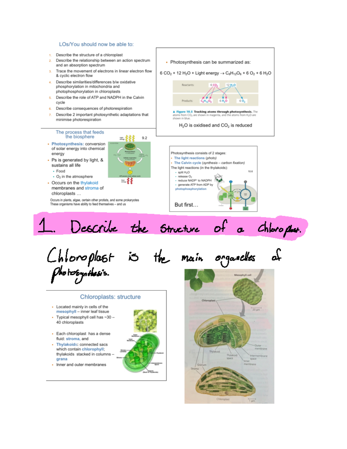 Photosynthesis - Photsynthesis notes @SLE132 - 1 Describe the structure ...