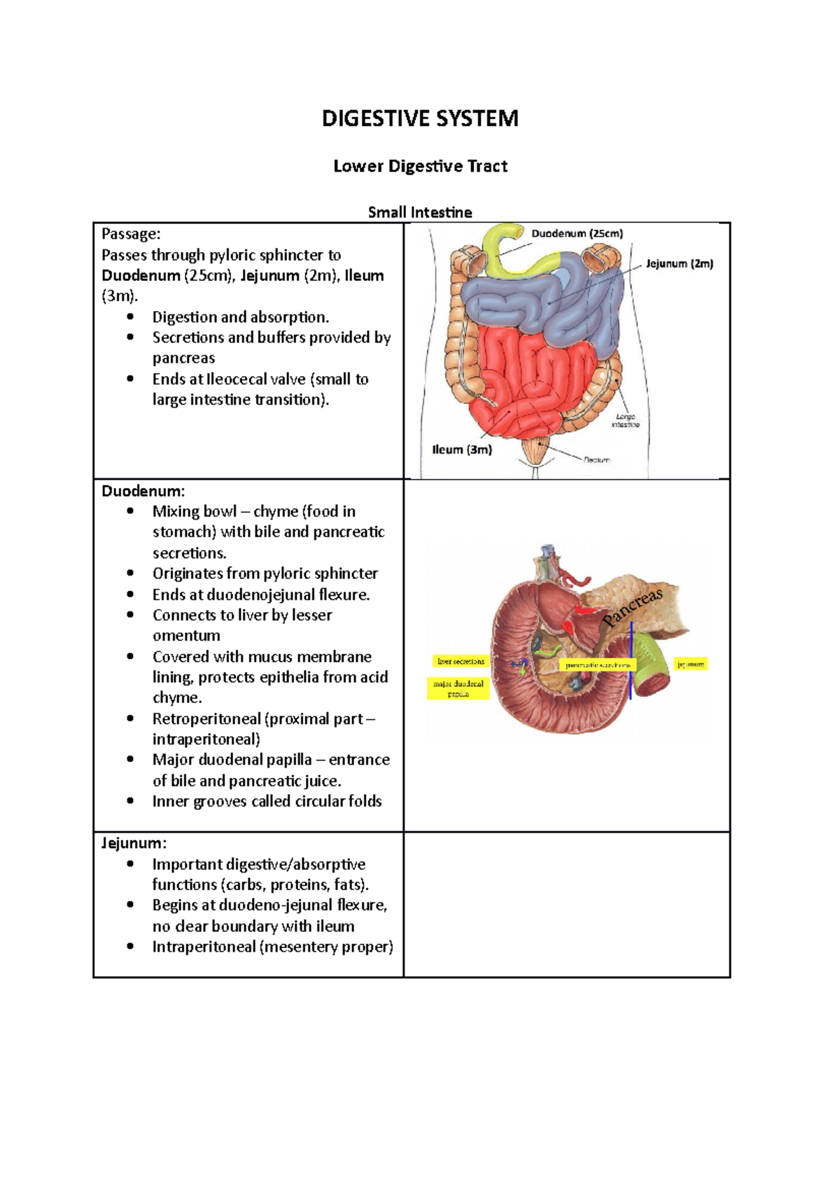 Digestive System - Lower Digestive Tract - DIGESTIVE SYSTEM Lower ...