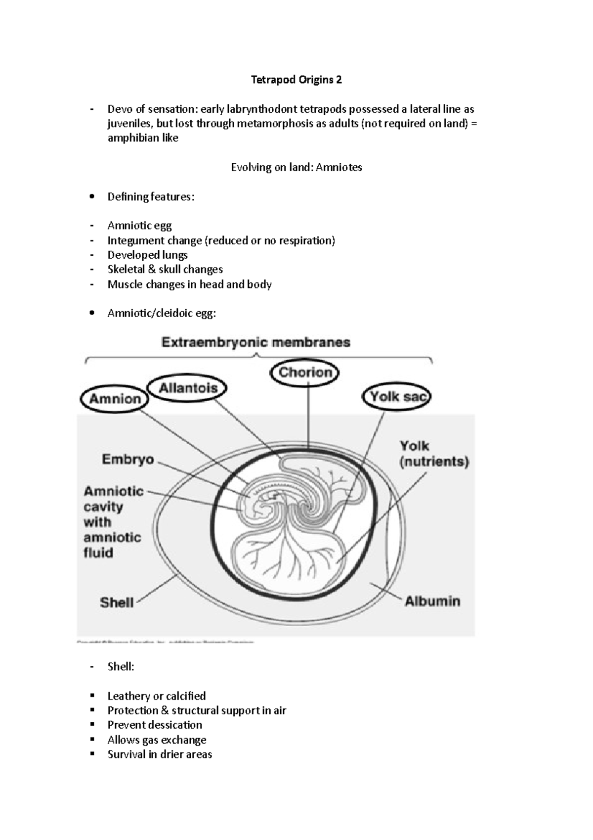 Tetrapod Origins 2 - Archosauramorphs (dinosaurs, birds, crocodiles) 2 ...