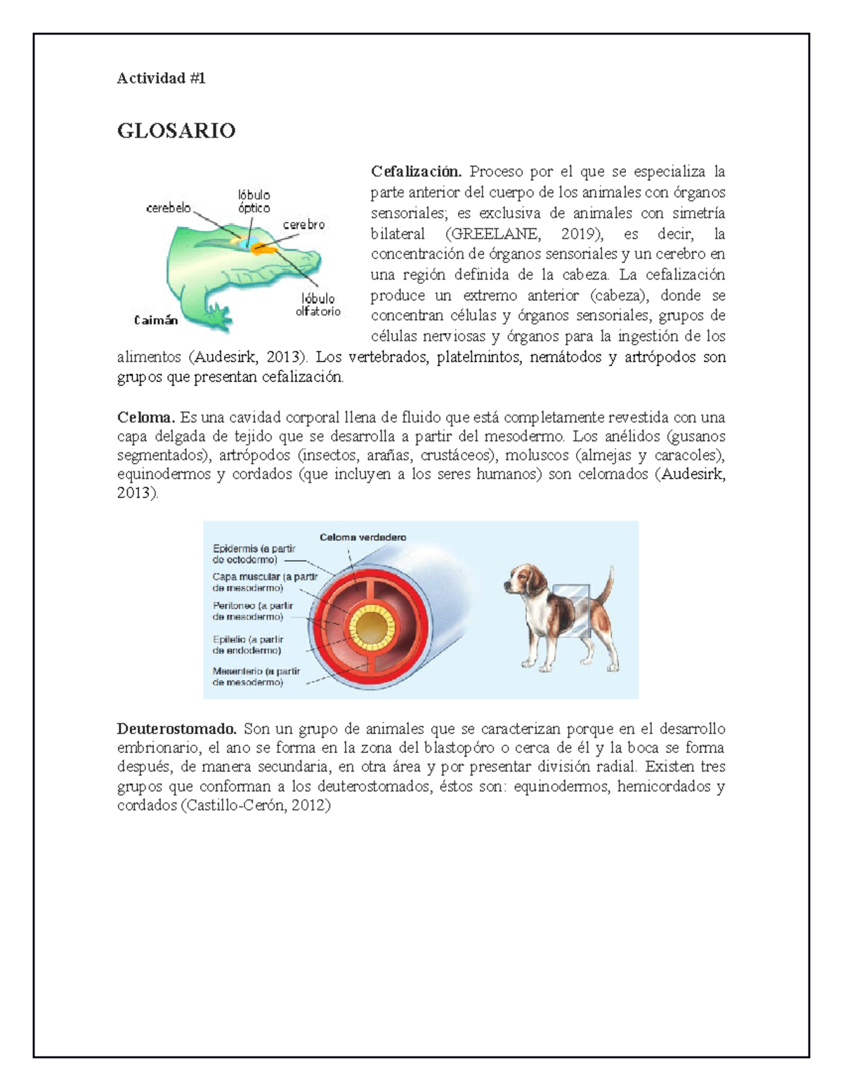 Glosario de términos para protostomados - Actividad GLOSARIO ...