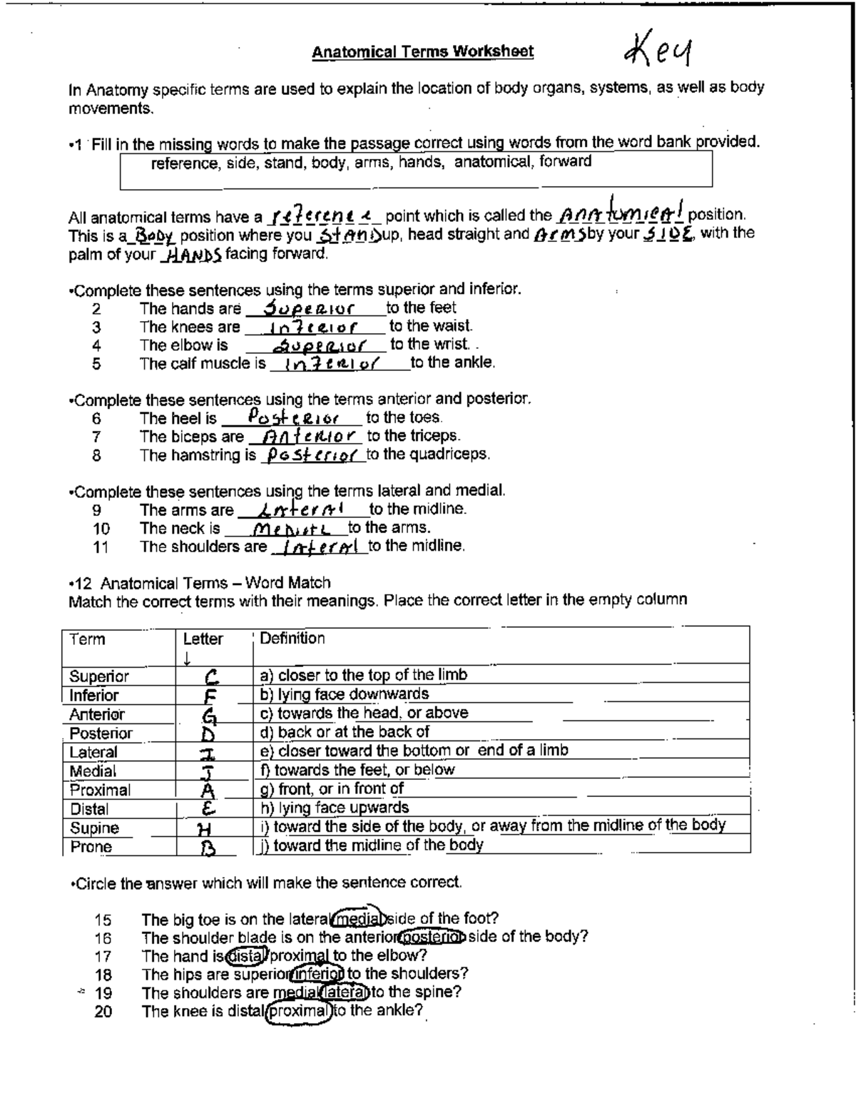 Anatomical Terms Worksheet Review KEY Medical Laboratory Science 