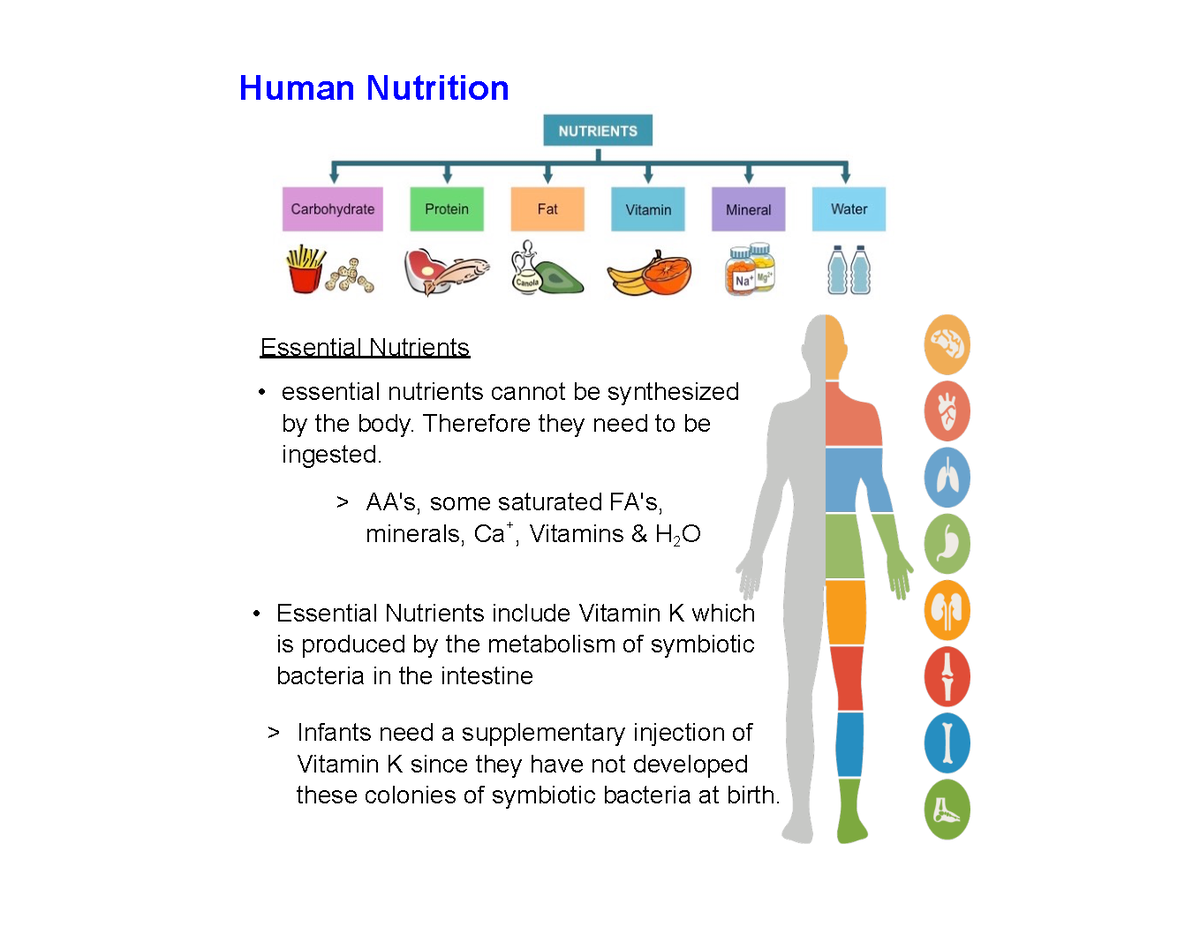 SBI3U7- Human Nutriotion - Human Nutrition Essential Nutrients ...