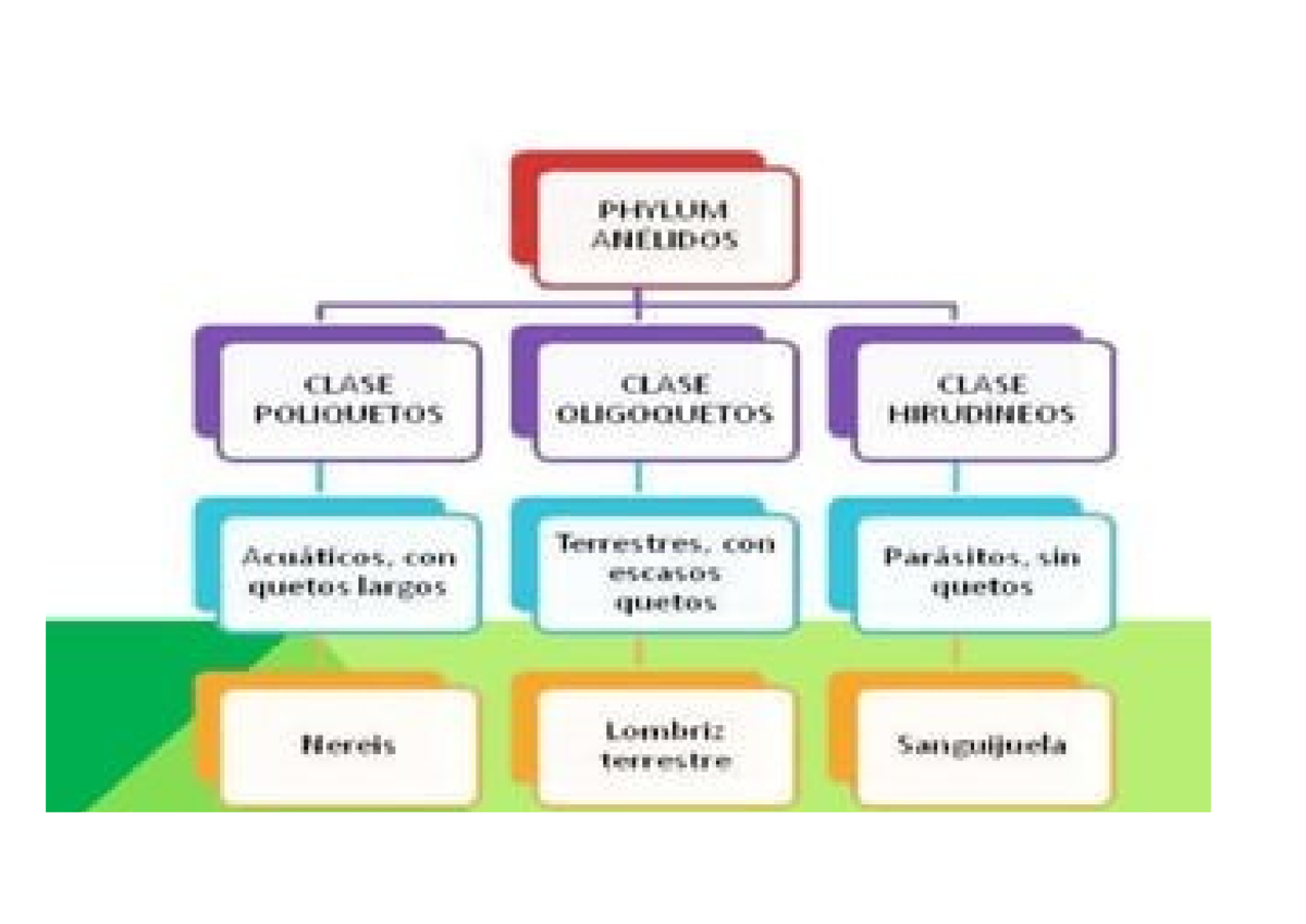 Organizadores Graficos PARA Segundo DE Secundaria - PHYLUM ANELIDOS ...
