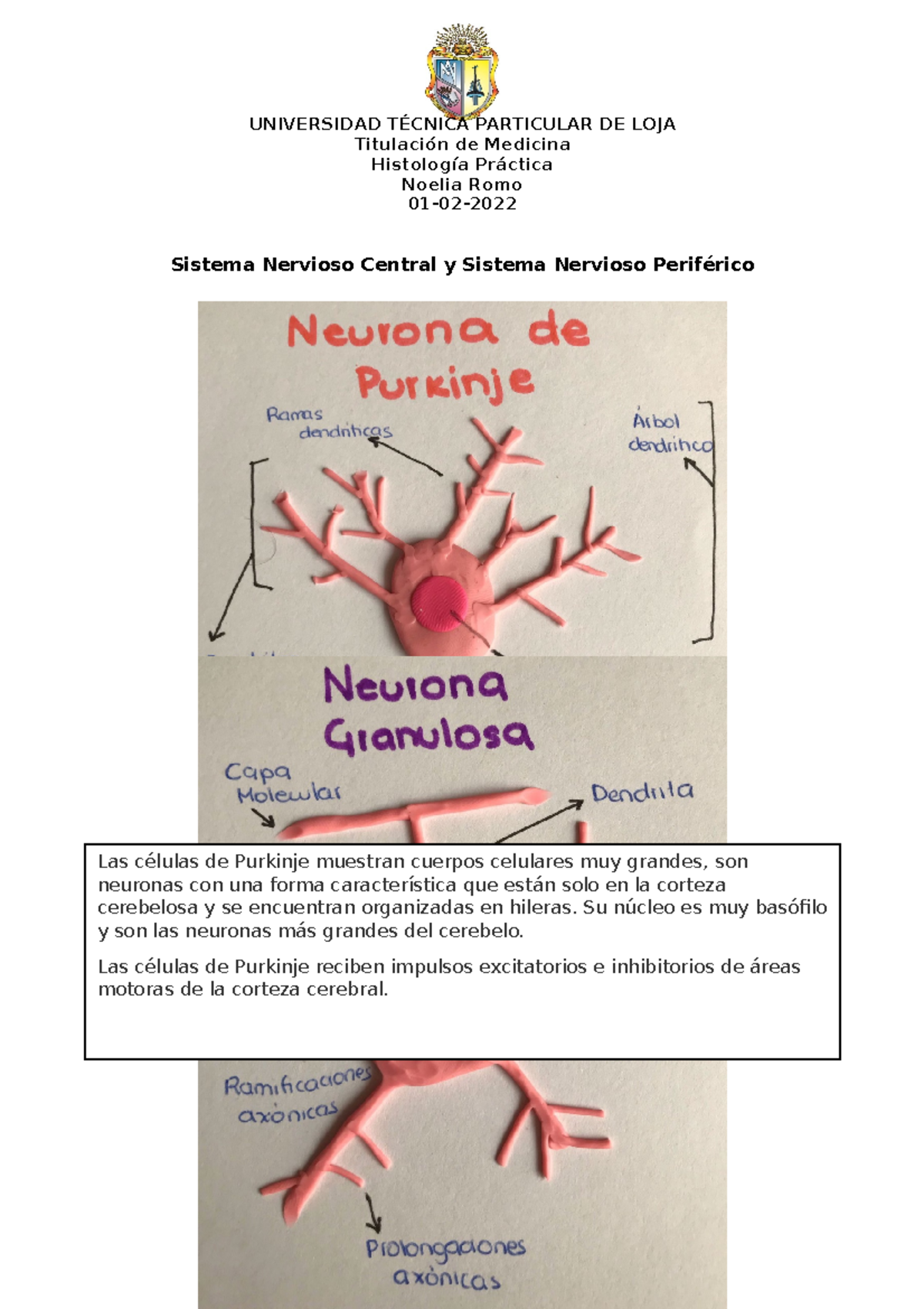 SNC y SNP plastilina - SNC y SNP - Titulación de Medicina Histología ...