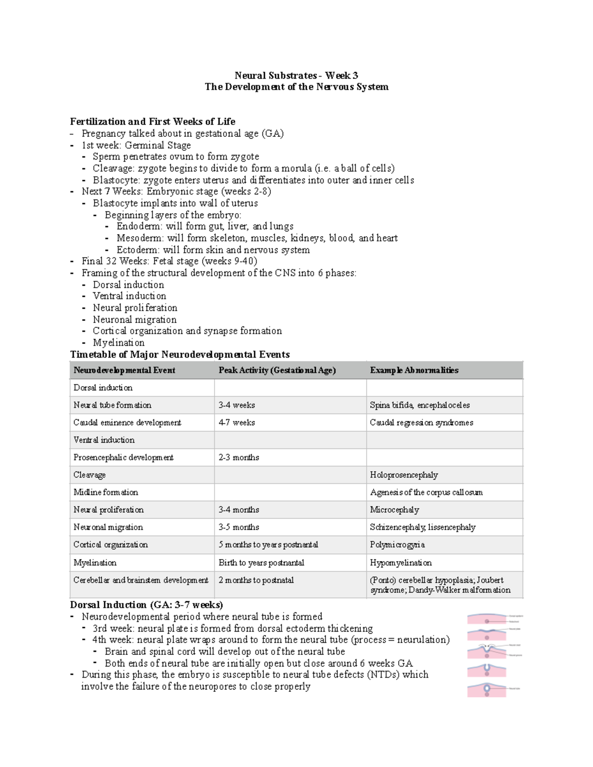 Neural Substrates - Week 3 Notes - Neural Substrates - Week 3 The ...
