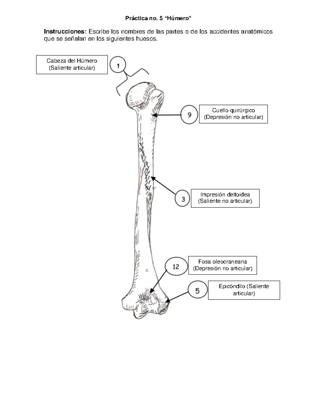Humero - Práctica no. 5 “Húmero” Instrucciones: Escribe los nombres de ...