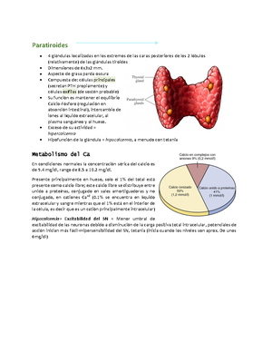 Gónadas masculinas - GÓNADAS MASCULINAS -Las gónadas tienen como ...
