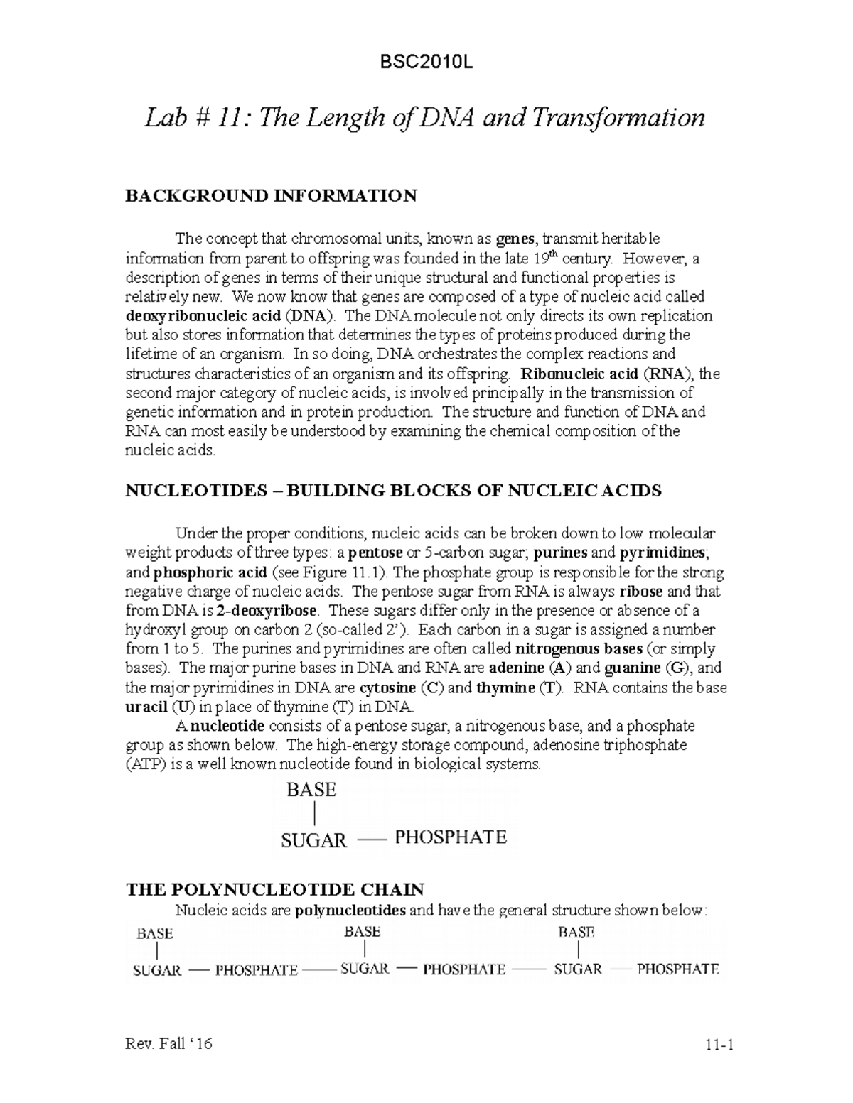 Lab 11 SPR '19 (002) - Lab assignments - Lab # 11: The Length of DNA ...