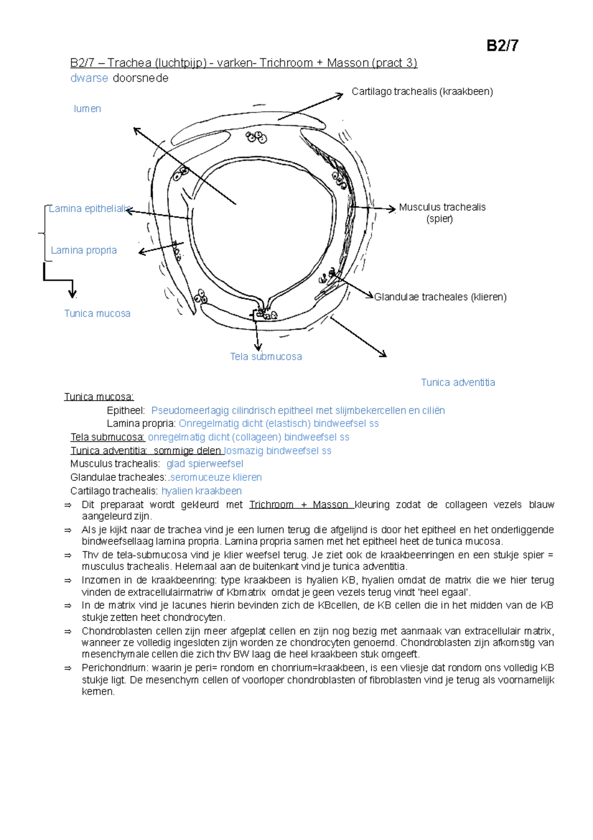 C&W Practicumcursus ingevuld - Trachea (luchtpijp) Trichroom Masson ...