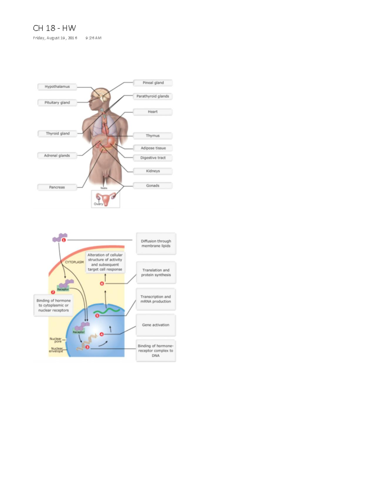 BIOL 2452 - CH 18 - The Endocrine System - Quiz 2 - BIOL 2452K - Warning: TT: undefined function ...