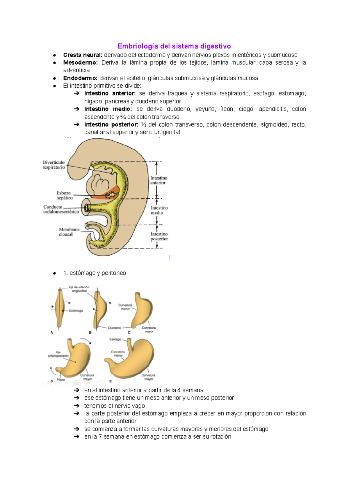 Embriologia sistema digestivo - Embriología del sistema digestivo ...