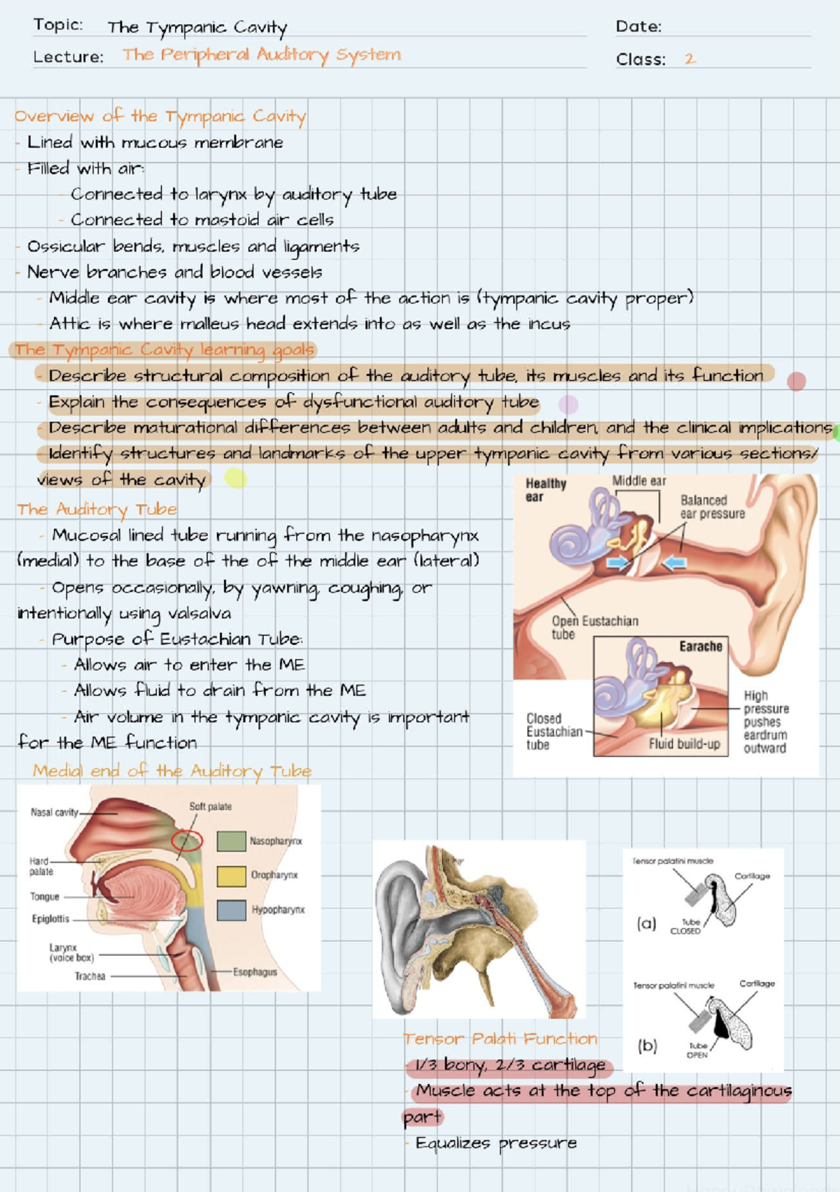 The Tympanic Cavity - BIOL 111 - Studocu