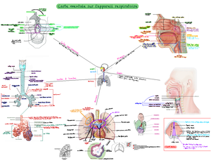 Anatomie - Anatomie Deux types d’anatomie : Ostéologie (étude des os ...