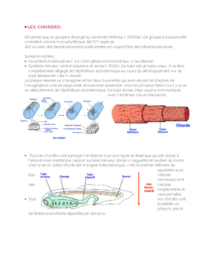 (7) Les Bilatériens - Cours de monde animal - Les Bilatériens On ...