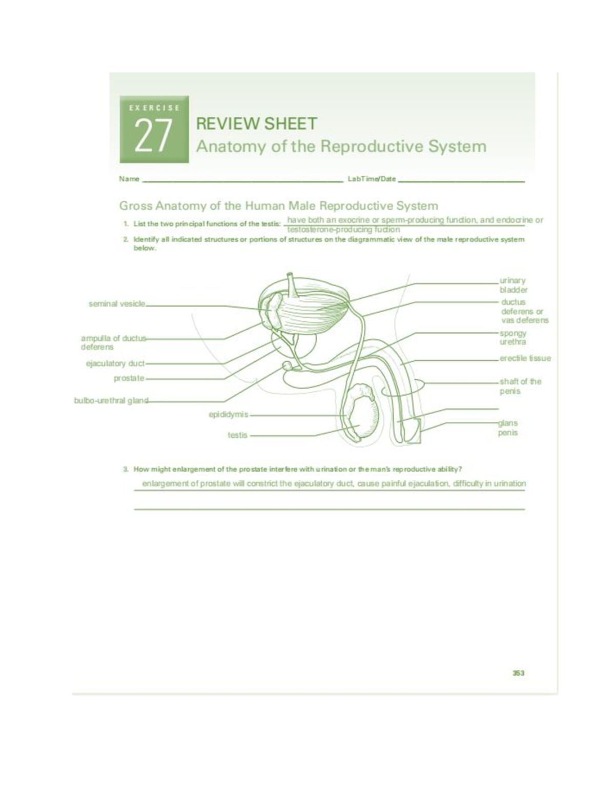 Exercise 27 Anatomy of the Reproductive System - USM - Studocu