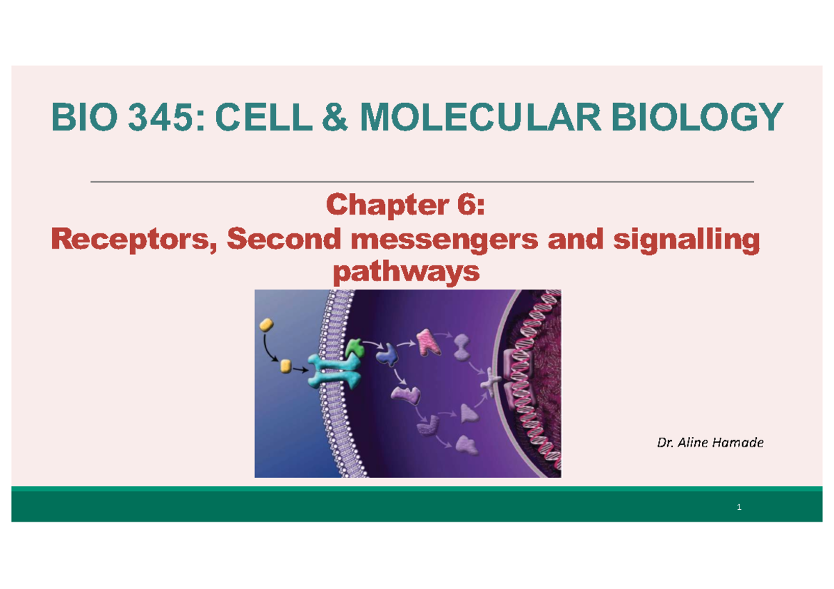 BIO345 Chapter 6 ALL - Chapter 6 : Receptors, Second messengers and ...