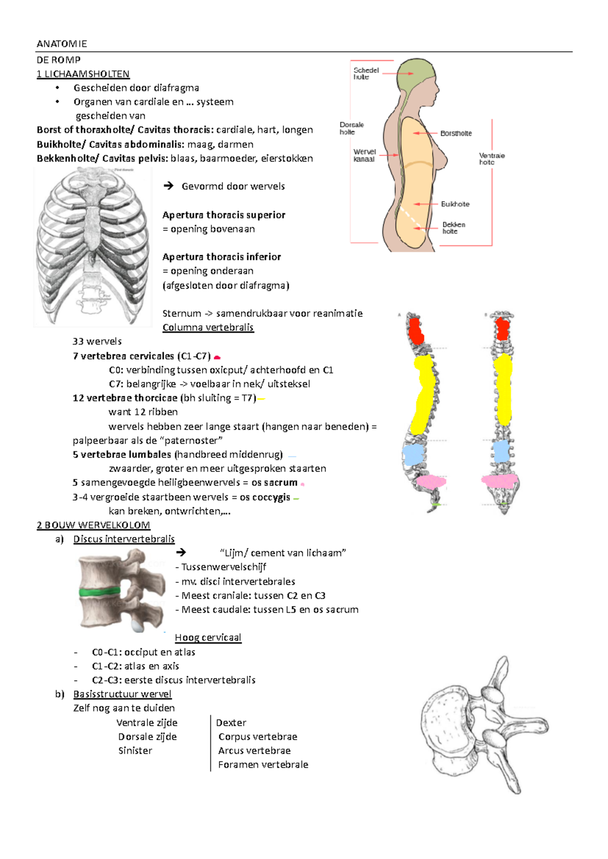 Anatomie - Samenvatting menselijk handelen mogelijk maken - ANATOMIE DE ...