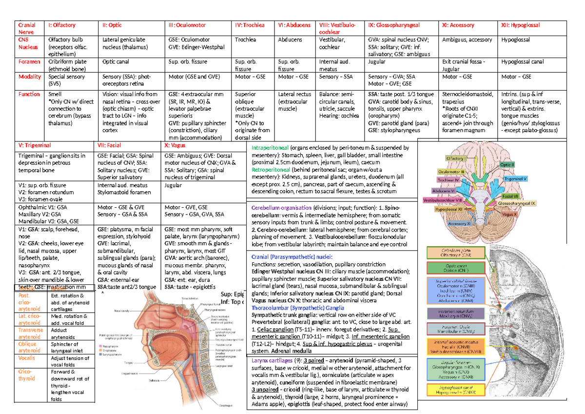 End of Sem Exam Cheat Sheet - ####### t Cranial Nerve I: Olfactory II ...