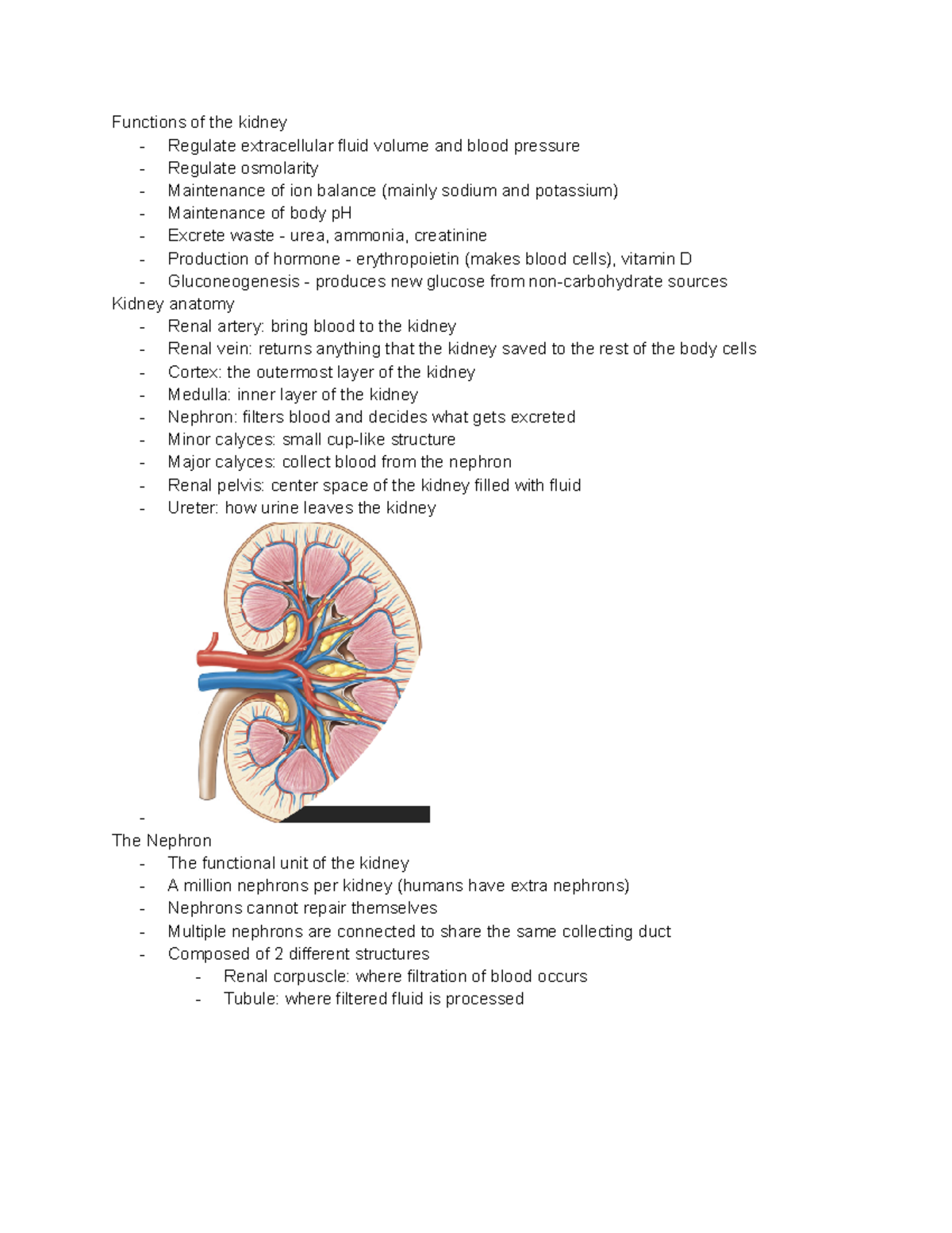 Renal physiology lecture 1 - Functions of the kidney - Regulate ...