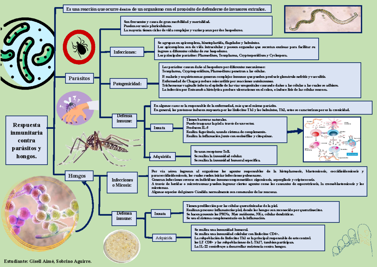 Respuesta inmune - Respuesta inmunitaria contra parásitos y hongos. Es una reacción que ocurre ...