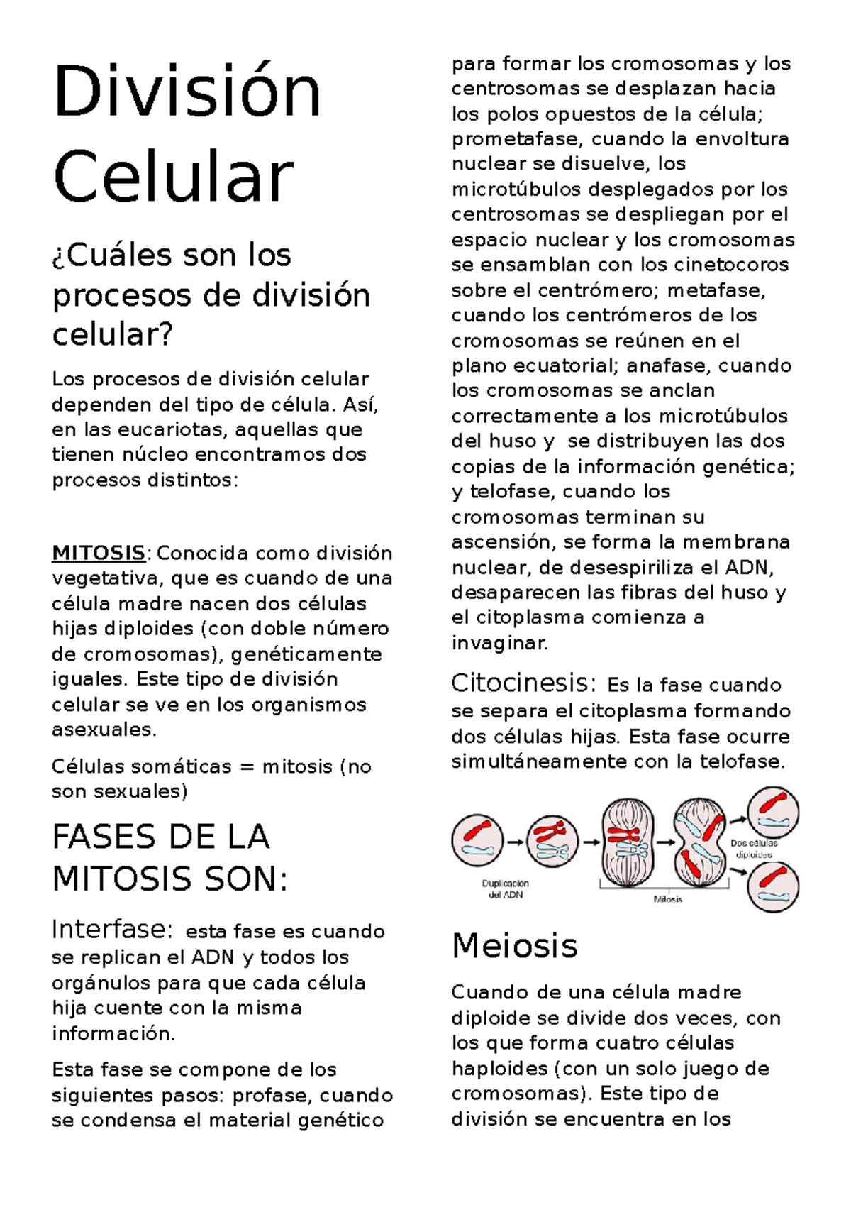 Division Celular - División Celular ¿Cuáles son los procesos de ...