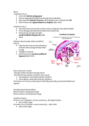 Heart - The Heart Pericardium Serous membrane around heart o Visceral ...