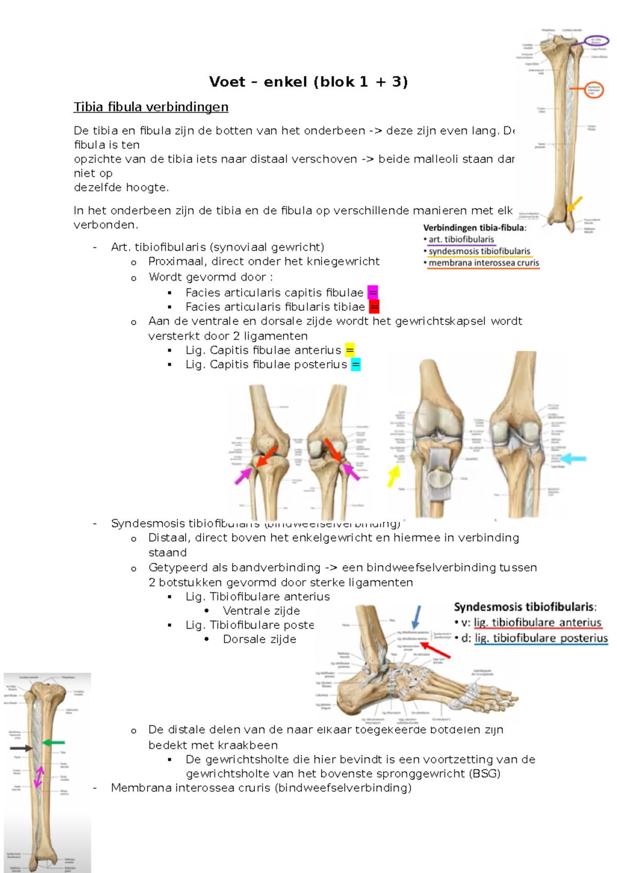 Voet (blok 1 + blok 3) - Voet – enkel (blok 1 + 3) Tibia ibula ...
