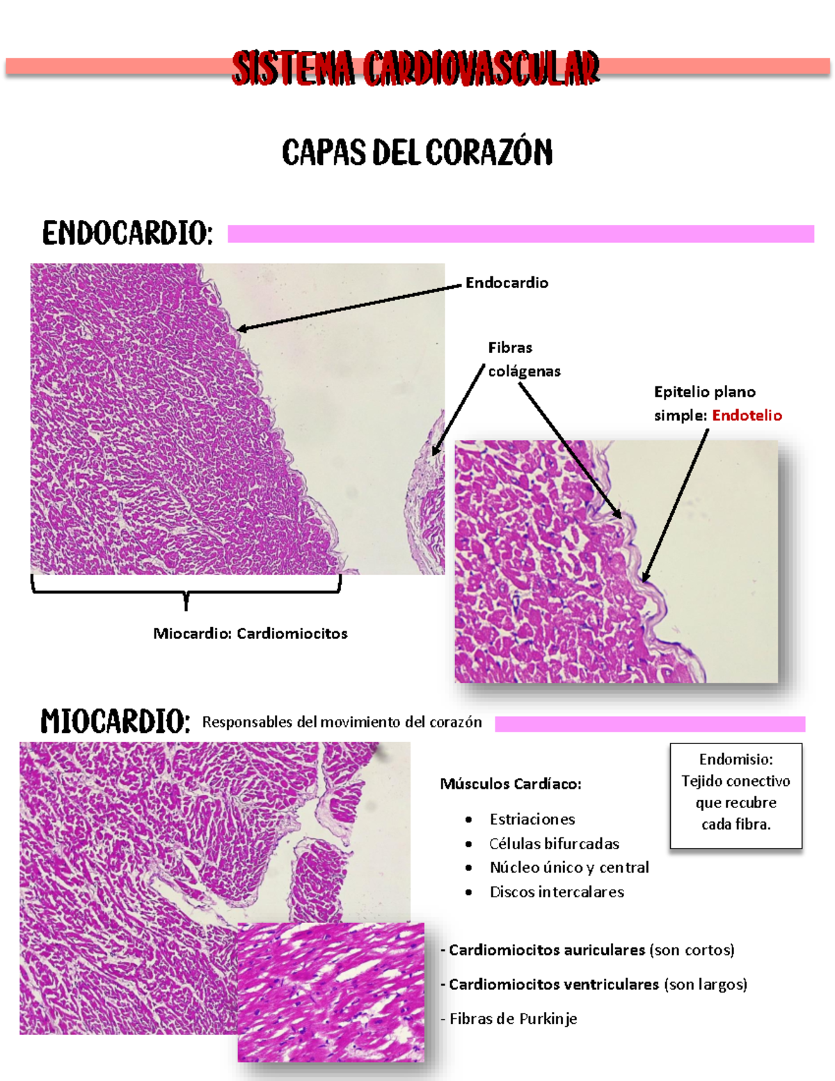 Módulo III - Sistema Cardiovascular - Llllll SISTEMA CARDIOVASCULAR ...