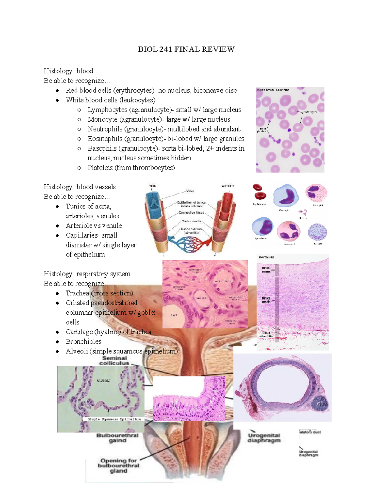 BIOL 241 Final Review - Summary Human Anat & Physiology Ii - BIOL 241 ...